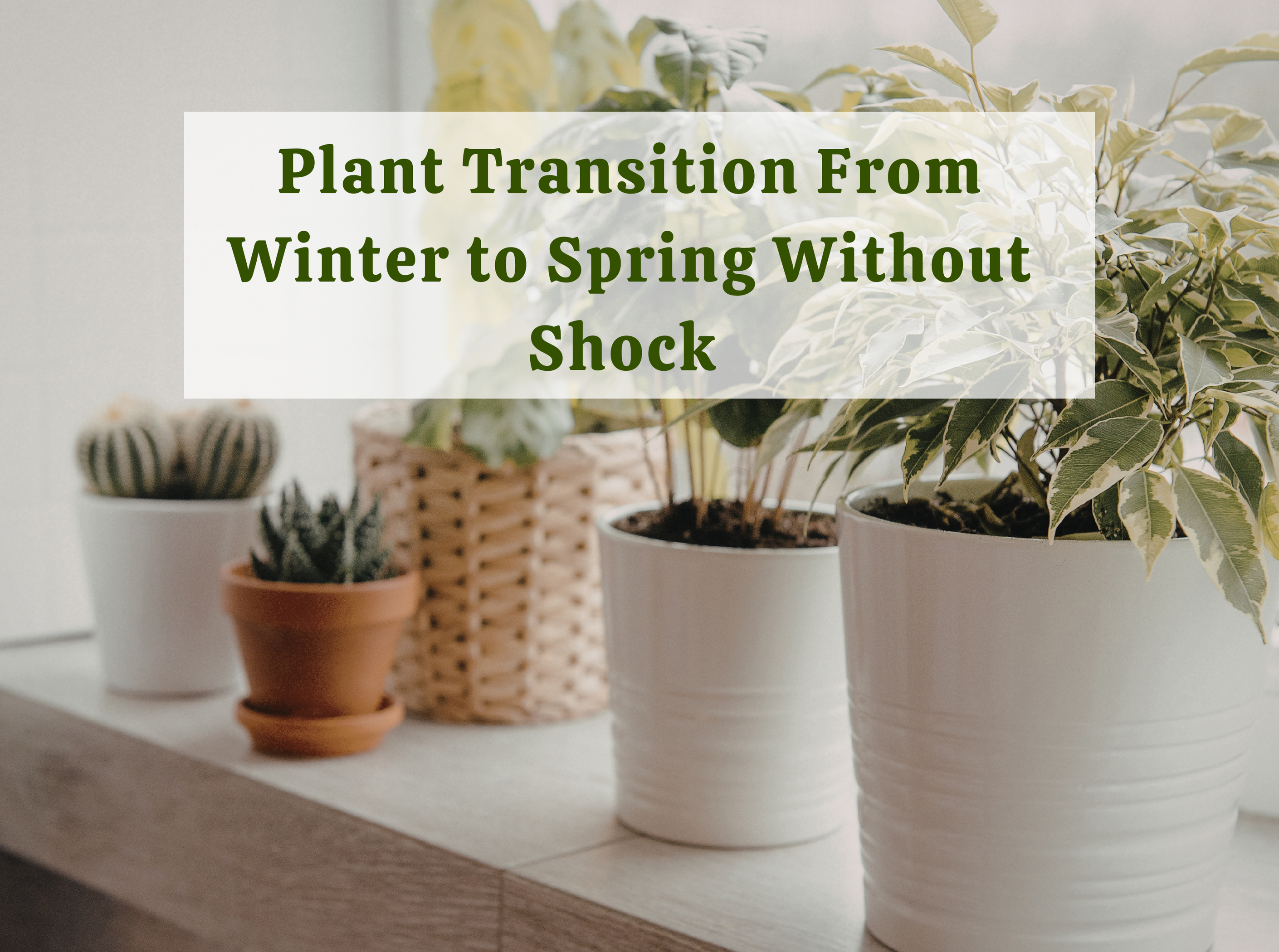 How to Transition Plants from Winter to Spring Without Shock – Ecofynd