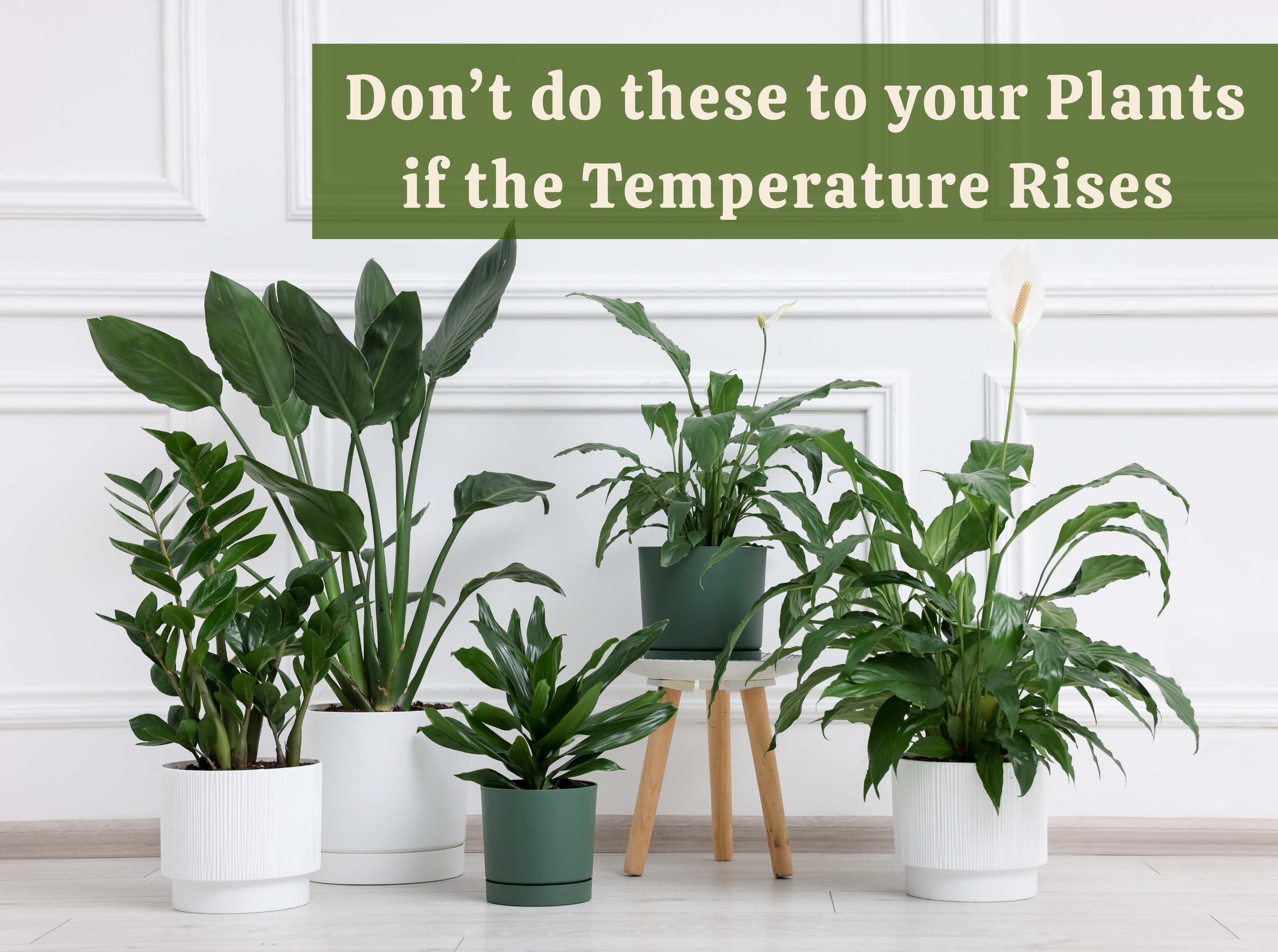 What Not to Do to Your Plants as Temperatures Begin Rising – Ecofynd
