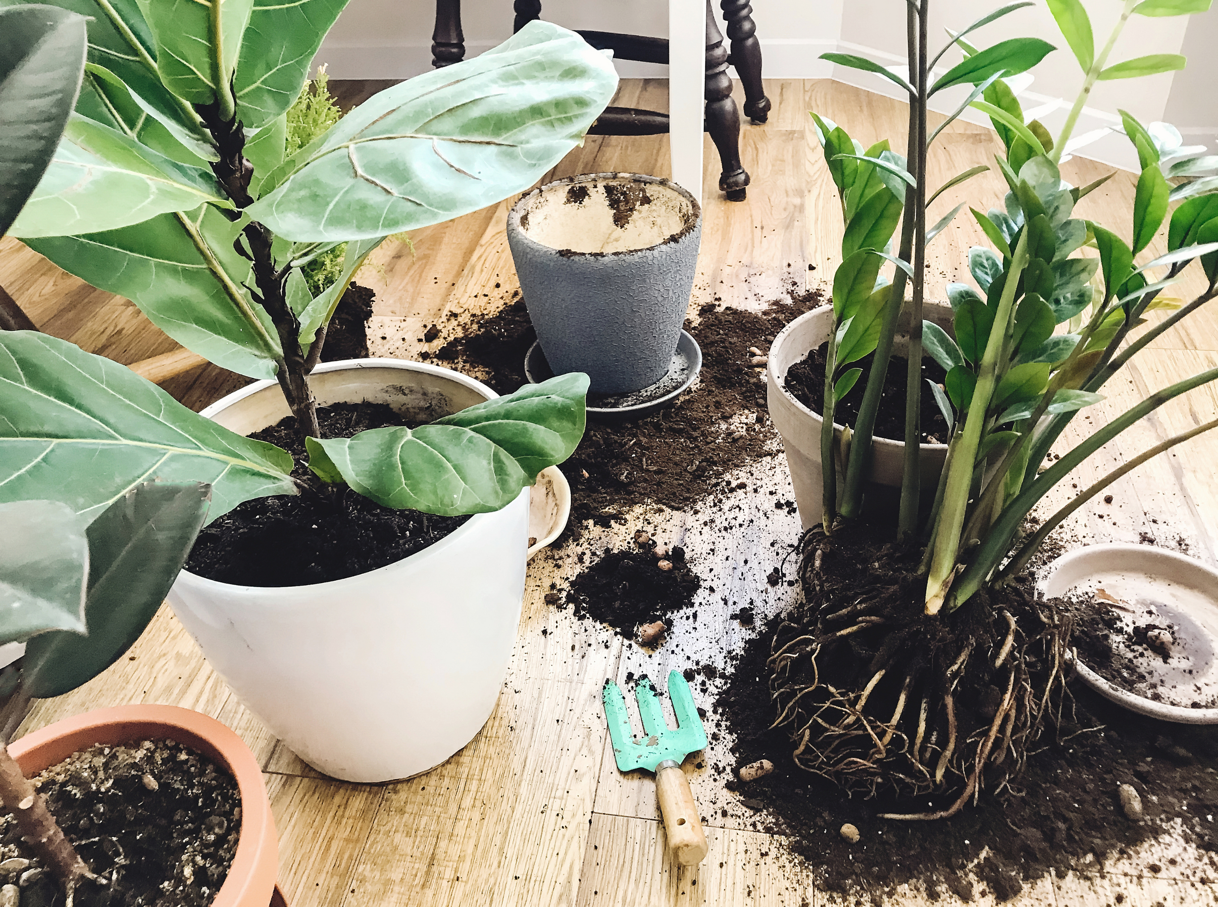 Step-by-Step Guide on How to Repot Plants with Pictures – Ecofynd