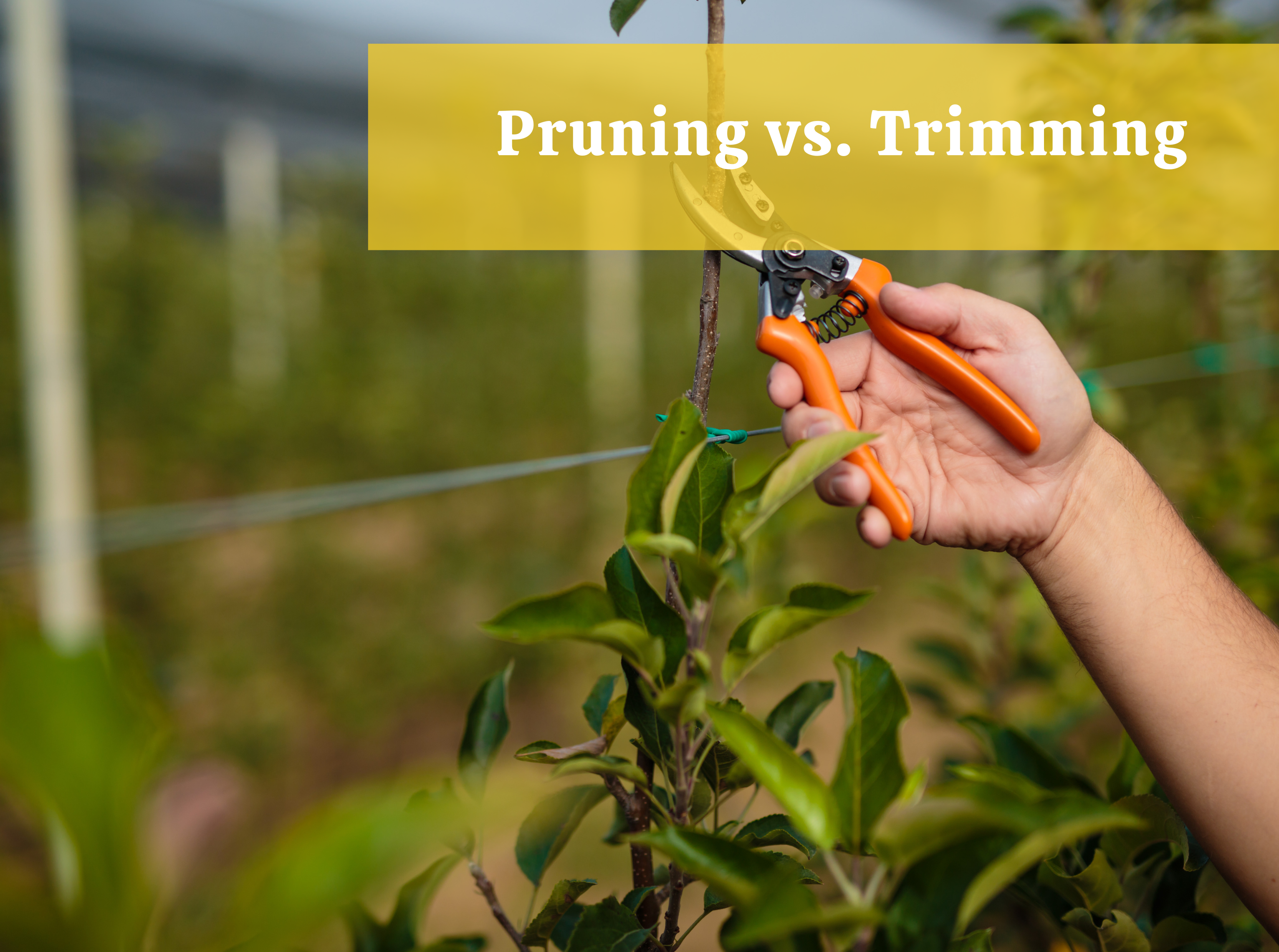 Pruning vs. Trimming: What’s Right for Your Plants Now? – Ecofynd