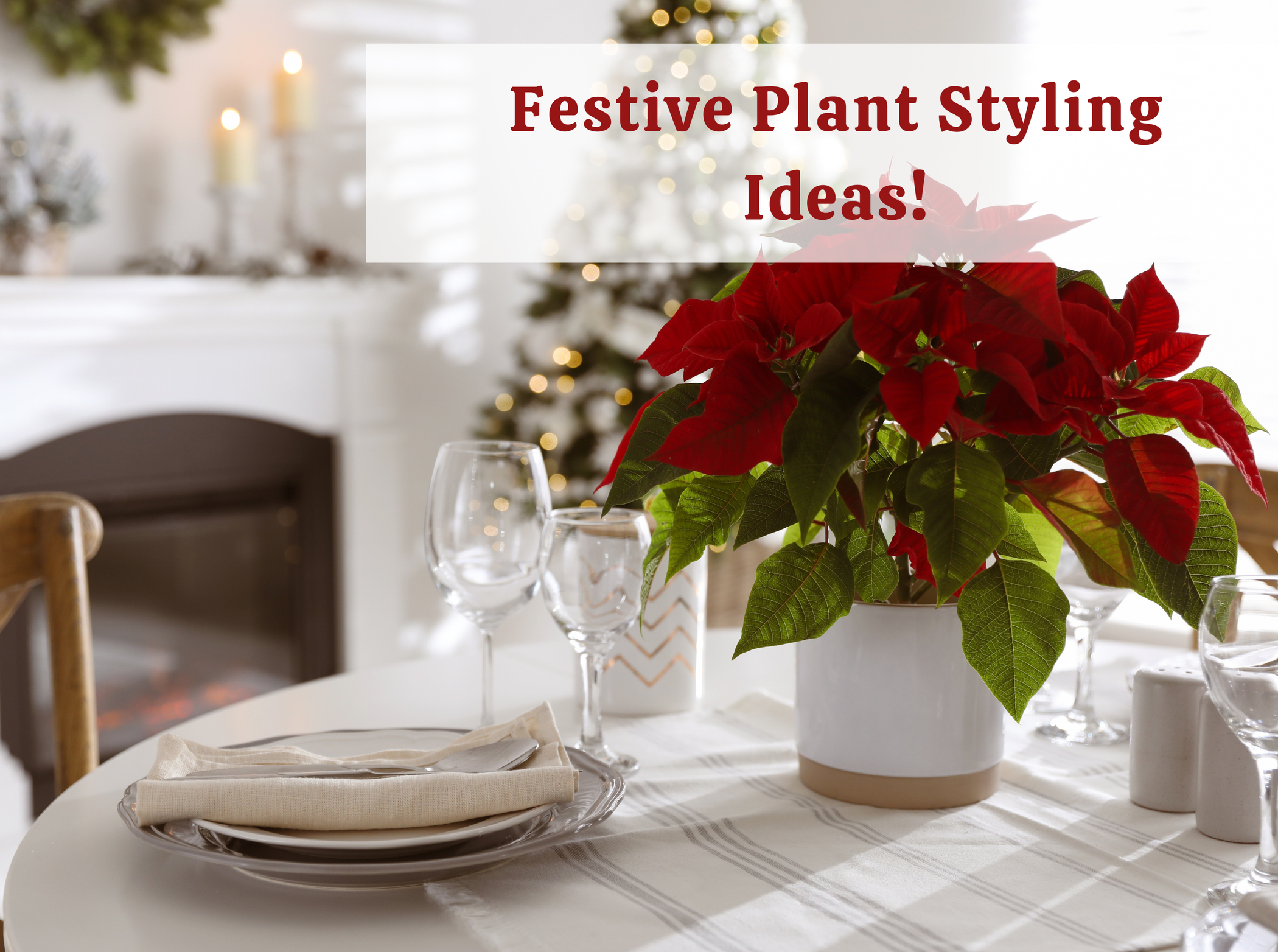 Festive Plant Styling Ideas! – Ecofynd