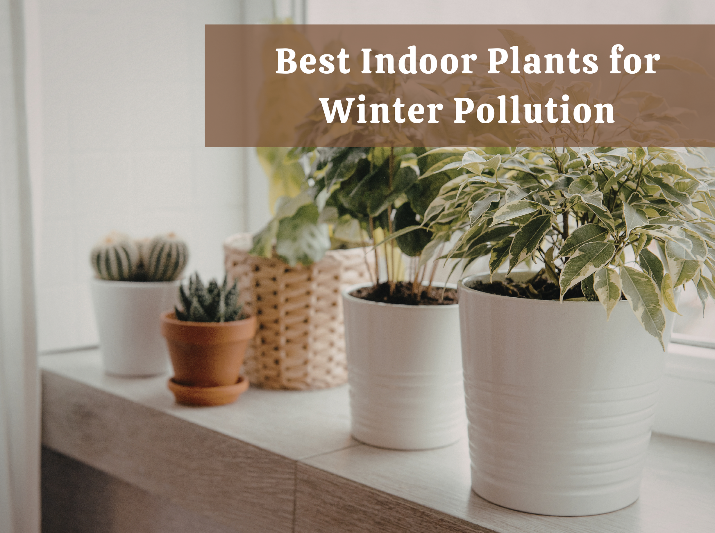 Best Indoor Plants for Winter Pollution in Metro Cities – Ecofynd