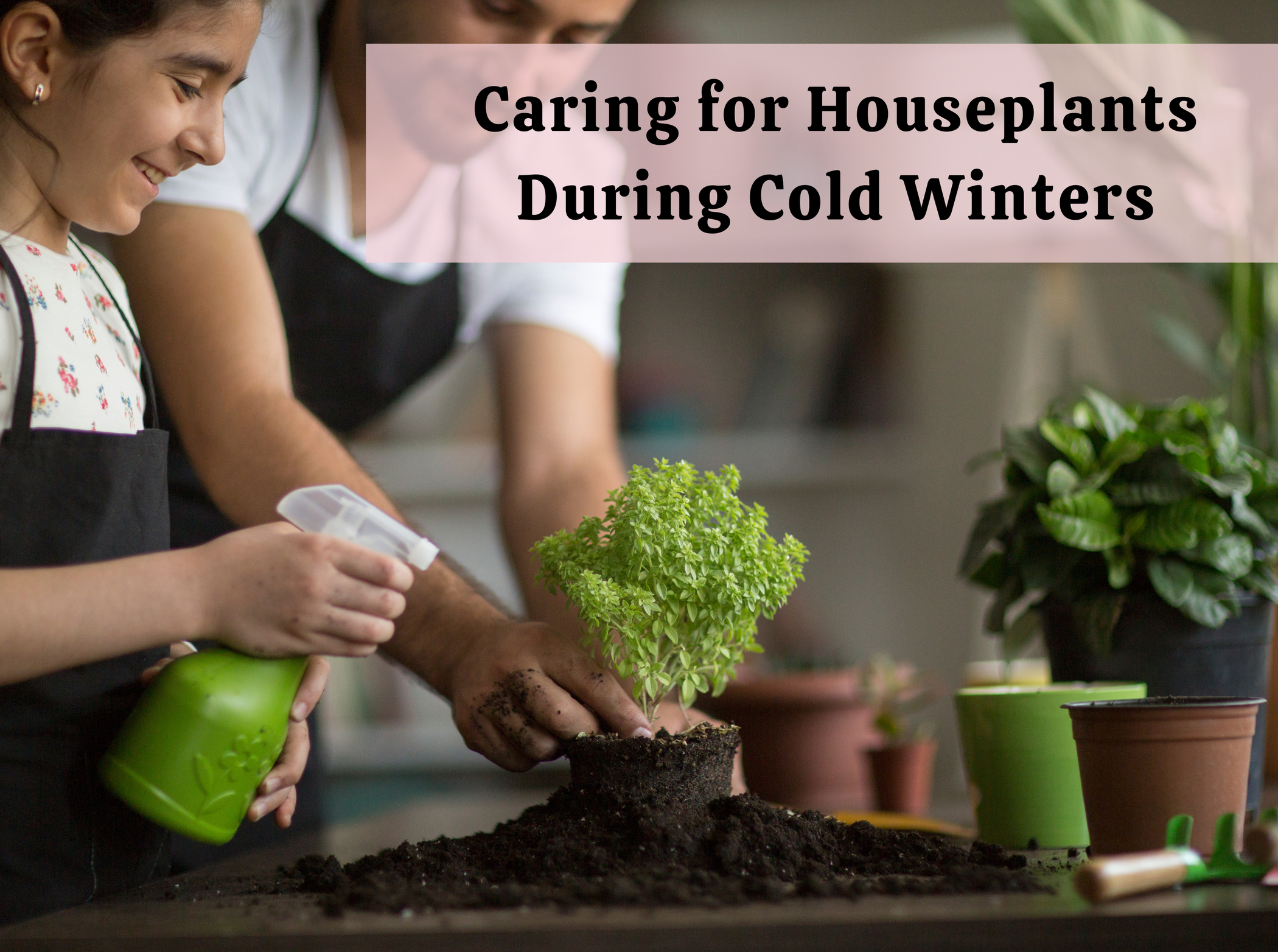 How to Care for Indoor Plants During Cold Winter Months – Ecofynd